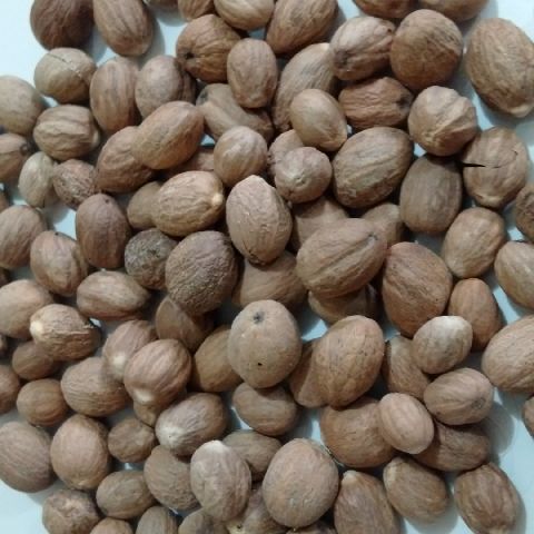Nutmeg – NGOMI TRADING COMPANY LIMITED