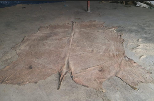 WET SALTED CATTLE HIDES – NGOMI TRADING COMPANY LIMITED